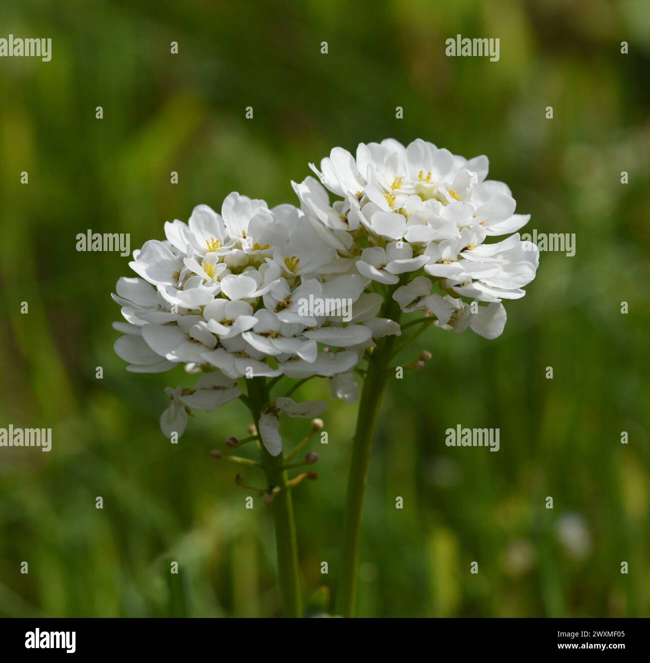 Bittere Schleifenblume, Iberis amara ist eine wichtige Heilpflanze mit ...