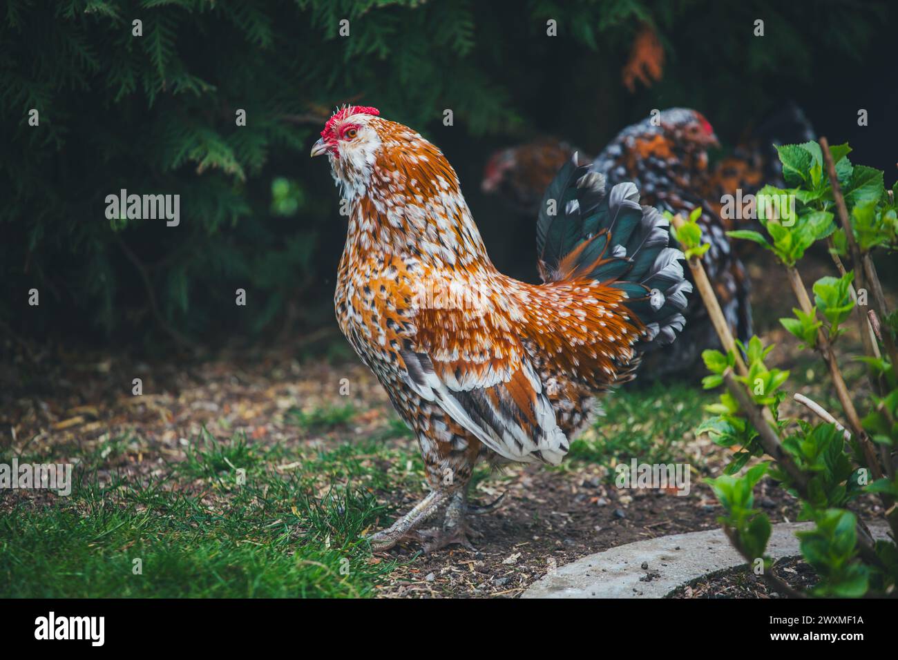 Antwerp Belgian, Barbu d'Anvers, Antwerpener Bartzwerg chicken Stock ...