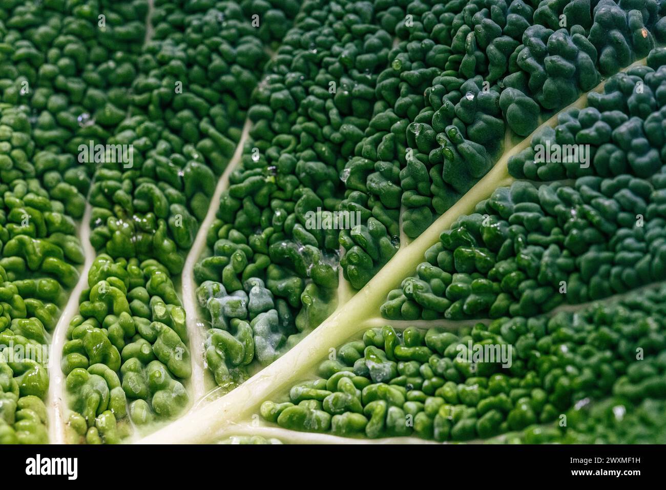 Curly savoy cabbage leaves hi-res stock photography and images - Alamy