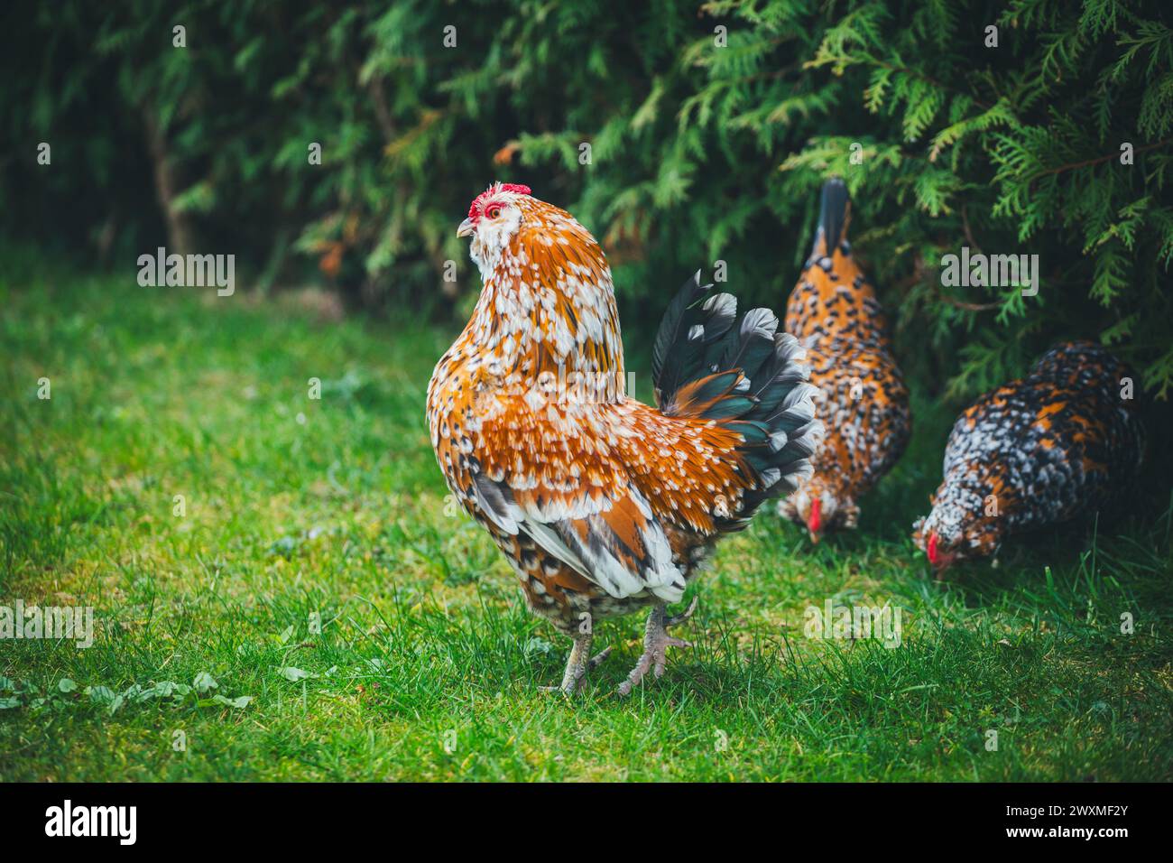 Bearded chicken rooster hi-res stock photography and images - Alamy