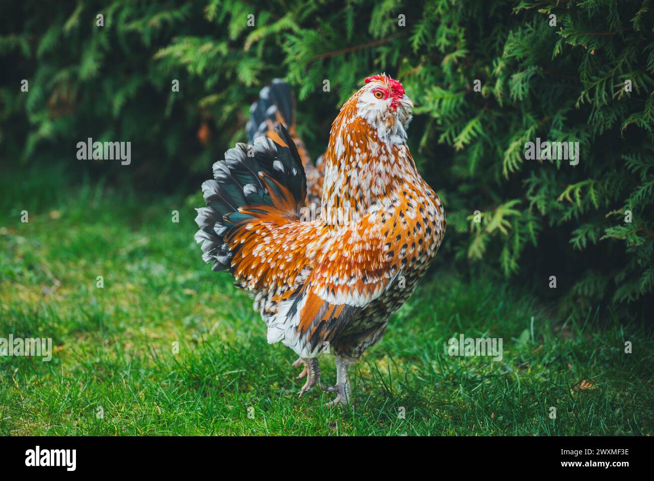Antwerp Belgian, Barbu d'Anvers, Antwerpener Bartzwerg chicken Stock ...