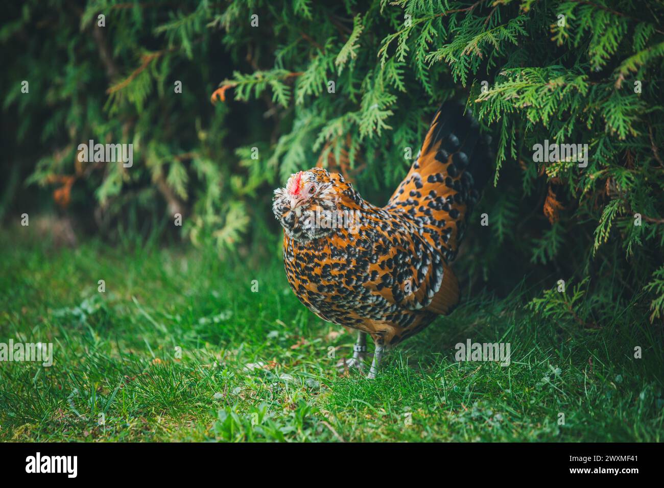 Antwerp Belgian, Barbu d'Anvers, Antwerpener Bartzwerg chicken Stock ...
