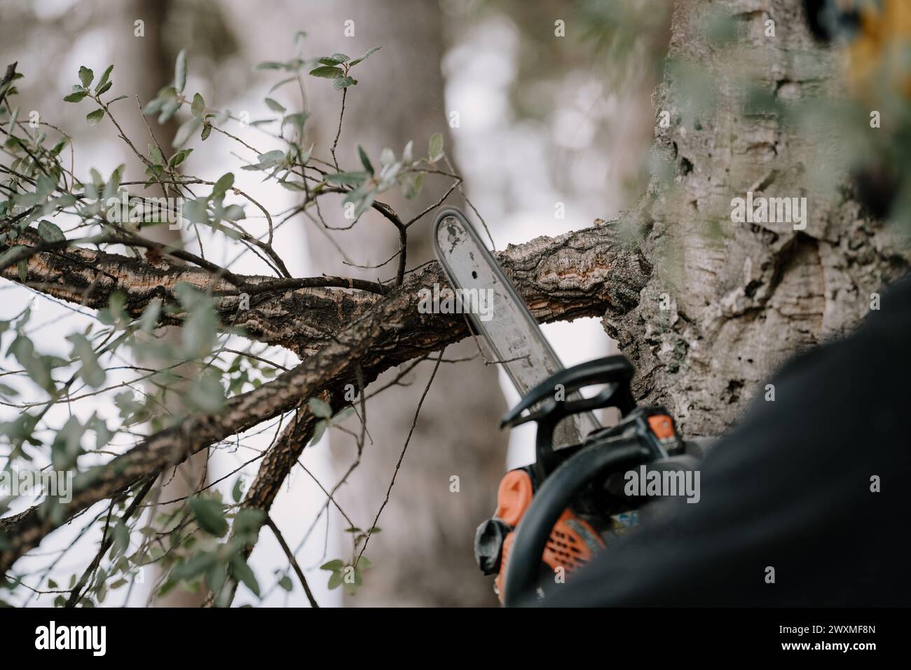 A man cutting a tree with a circular saw Stock Photo - Alamy