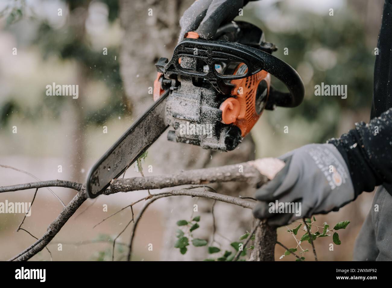 A man cutting a tree with a circular saw Stock Photo - Alamy