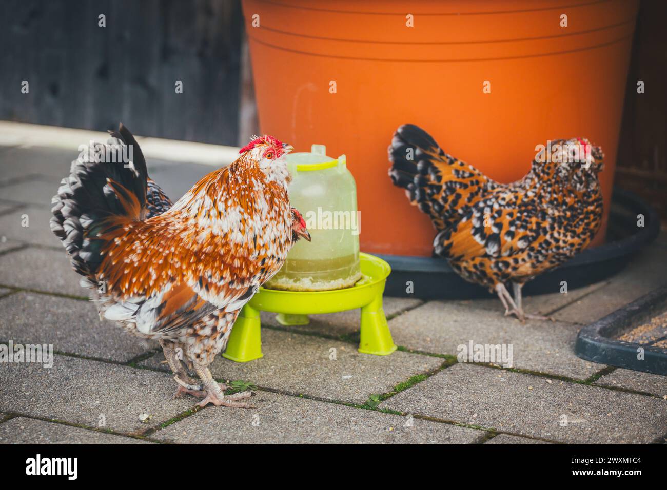 Antwerp Belgian, Barbu d'Anvers, Antwerpener Bartzwerge chickens Stock ...