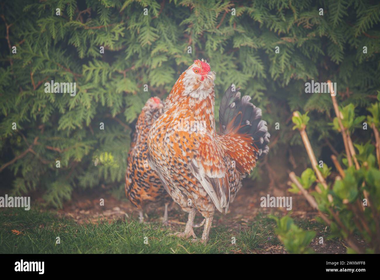 Antwerp Belgian, Barbu d'Anvers, Antwerpener Bartzwerge chickens Stock ...