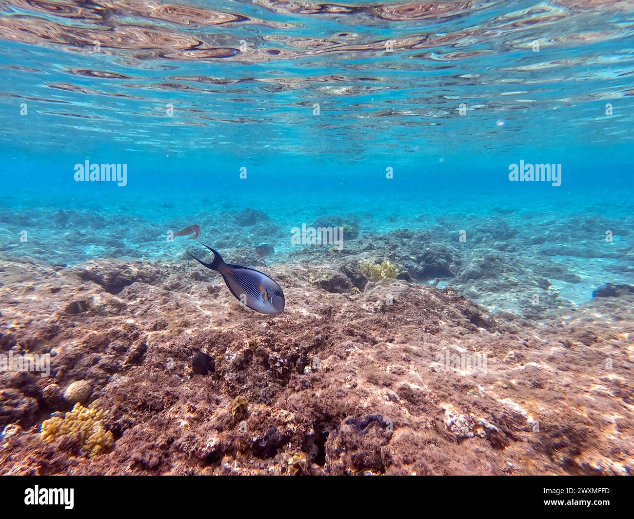 Colorful tropical fish Sohal Surgeon fish (Acanthurus Sohal) tang ...