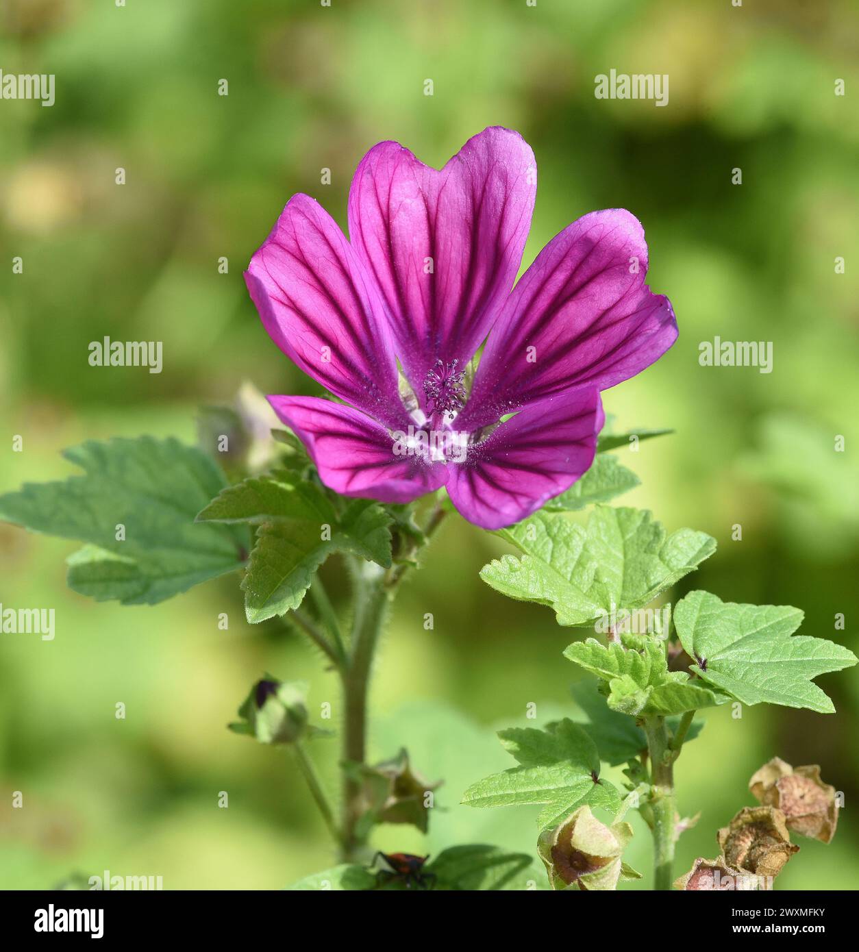Wegmalve, Wild malva sylvestris ist eine wichige Heilpflanze mit lila ...