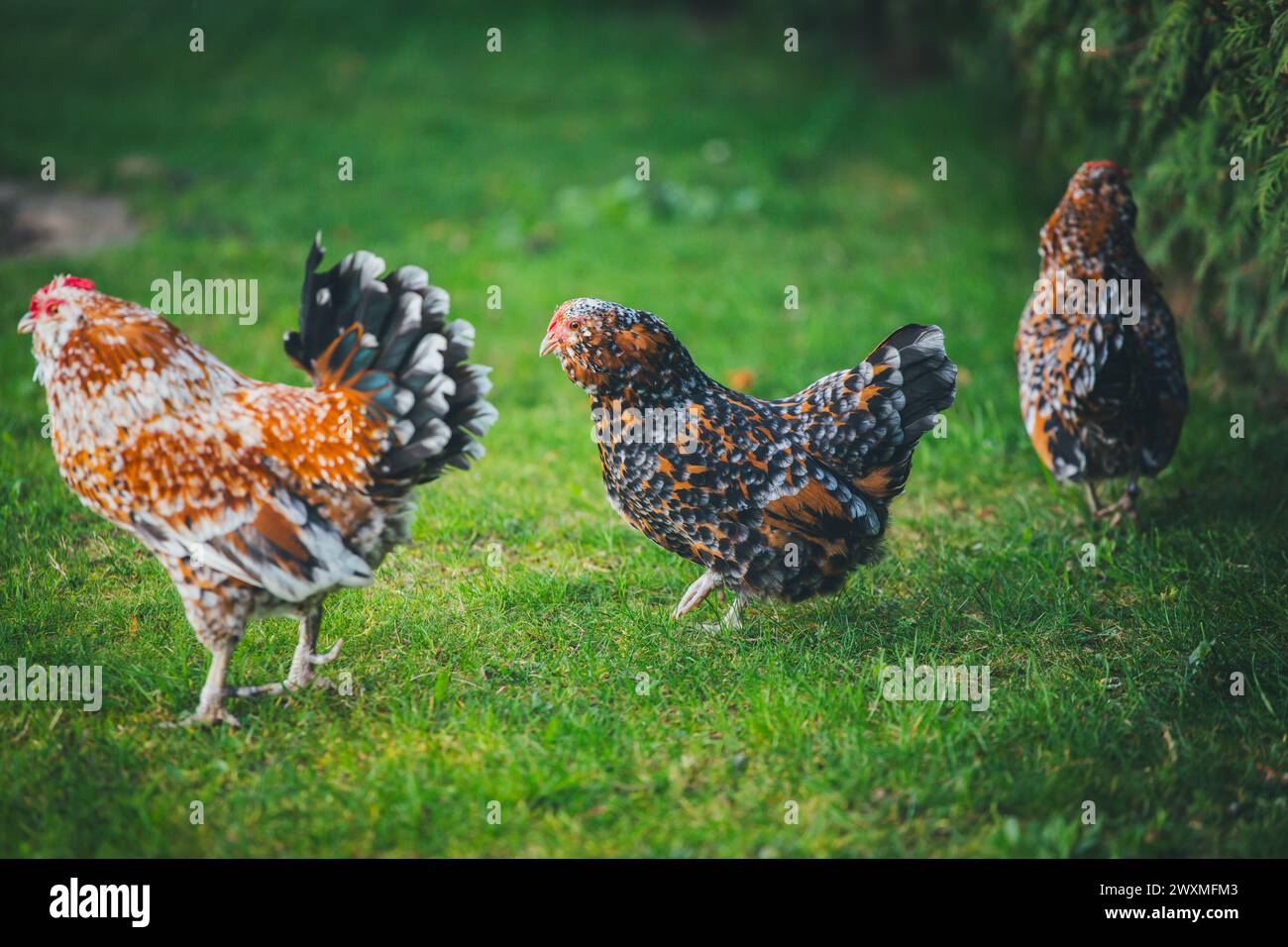 Dwarf chickens hi-res stock photography and images - Alamy