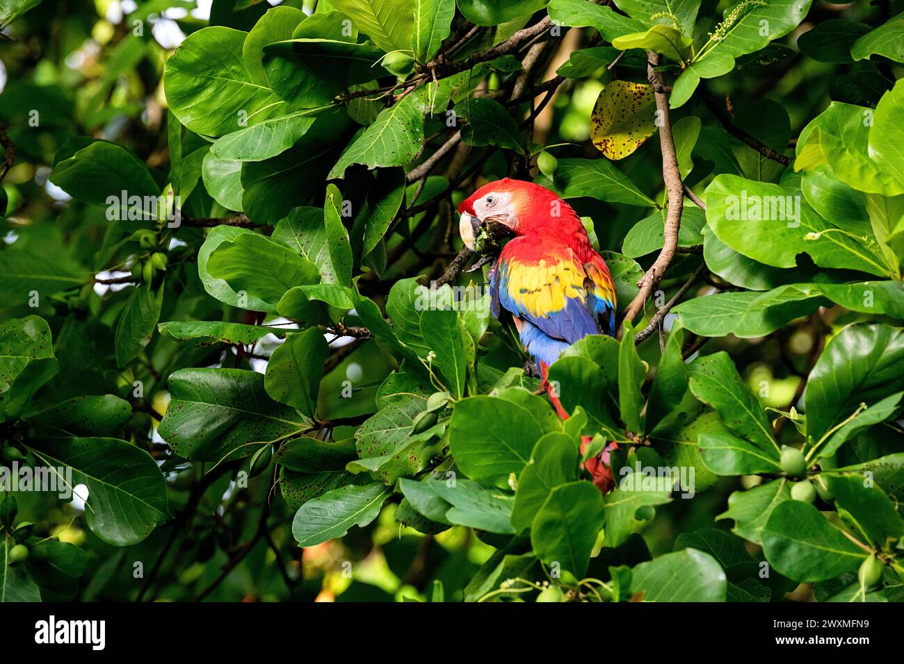 Beautiful Scarlet Macaw (Ara macao cyanoptera) eating fruits on a tree ...