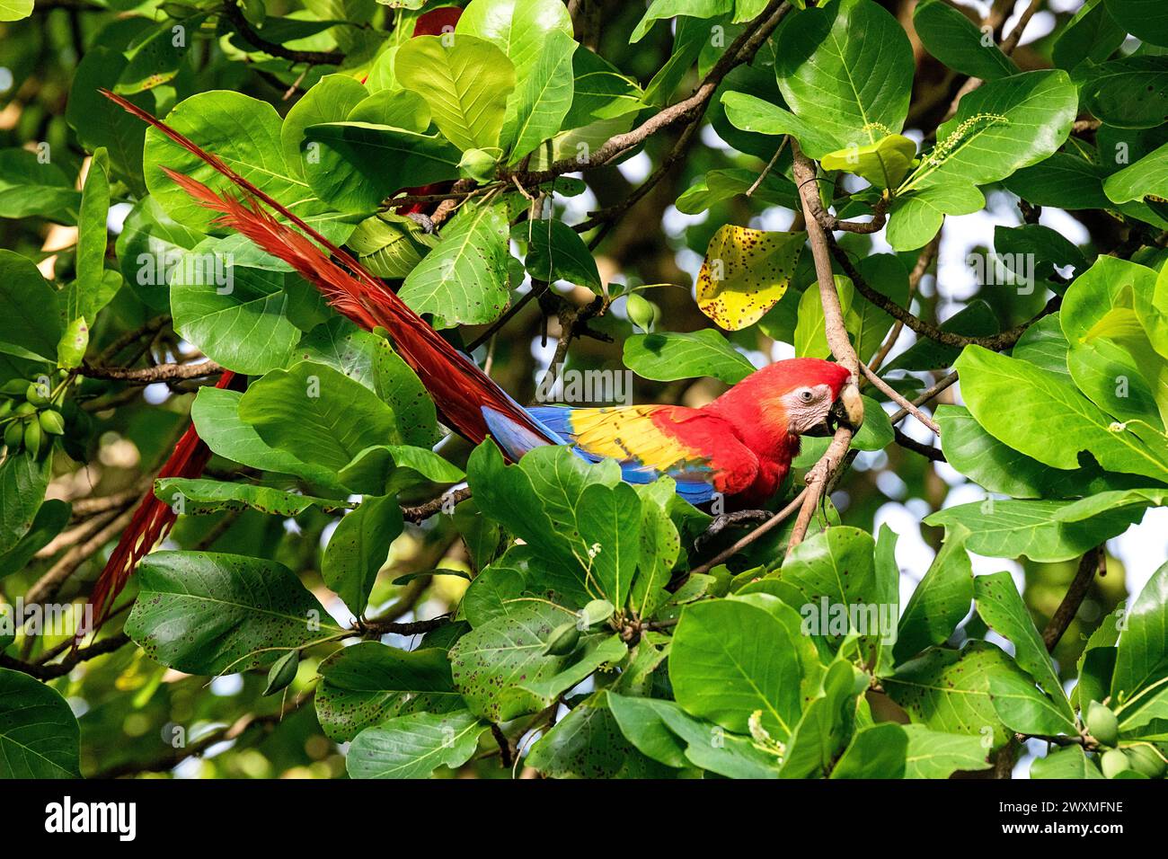 Beautiful Scarlet Macaw (Ara macao cyanoptera) sitting on a tree branch ...