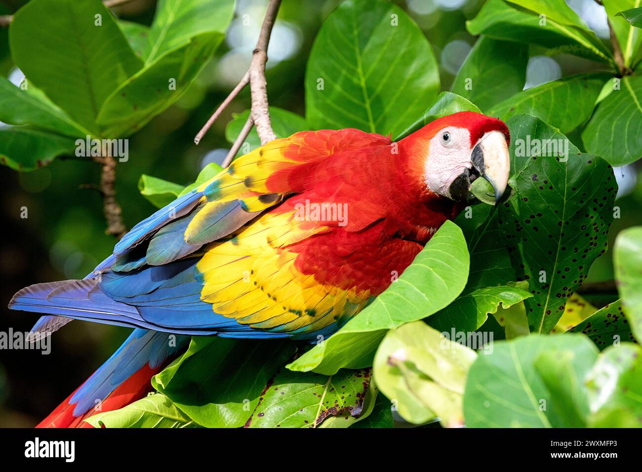 Indian almond tree hi-res stock photography and images - Alamy