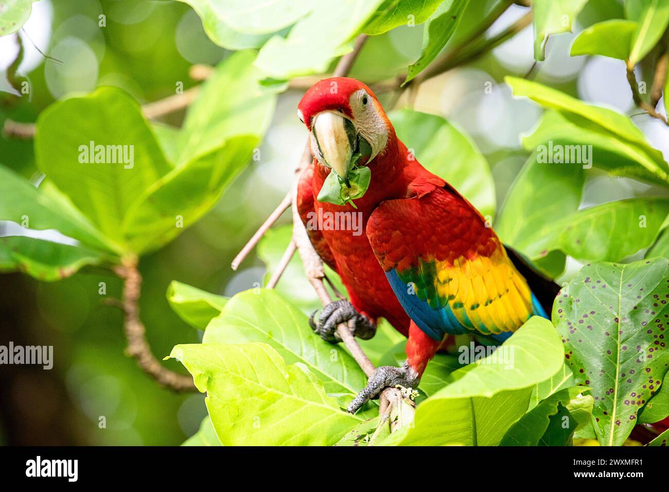 Beautiful Scarlet Macaw (Ara macao cyanoptera) sitting on a tree branch ...