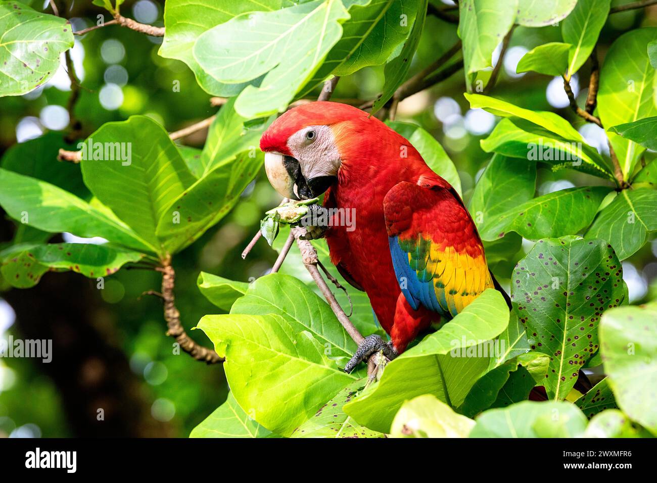 Beautiful Scarlet Macaw (Ara macao cyanoptera) eating seeds of the ...