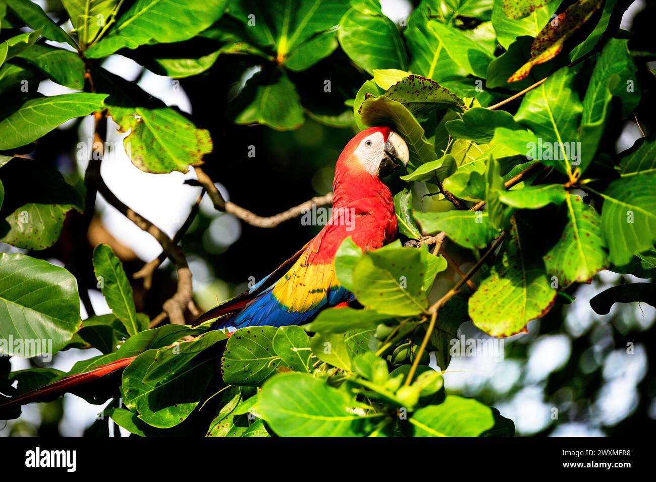 Beautiful Scarlet Macaw (Ara macao cyanoptera) sitting on a tree branch ...