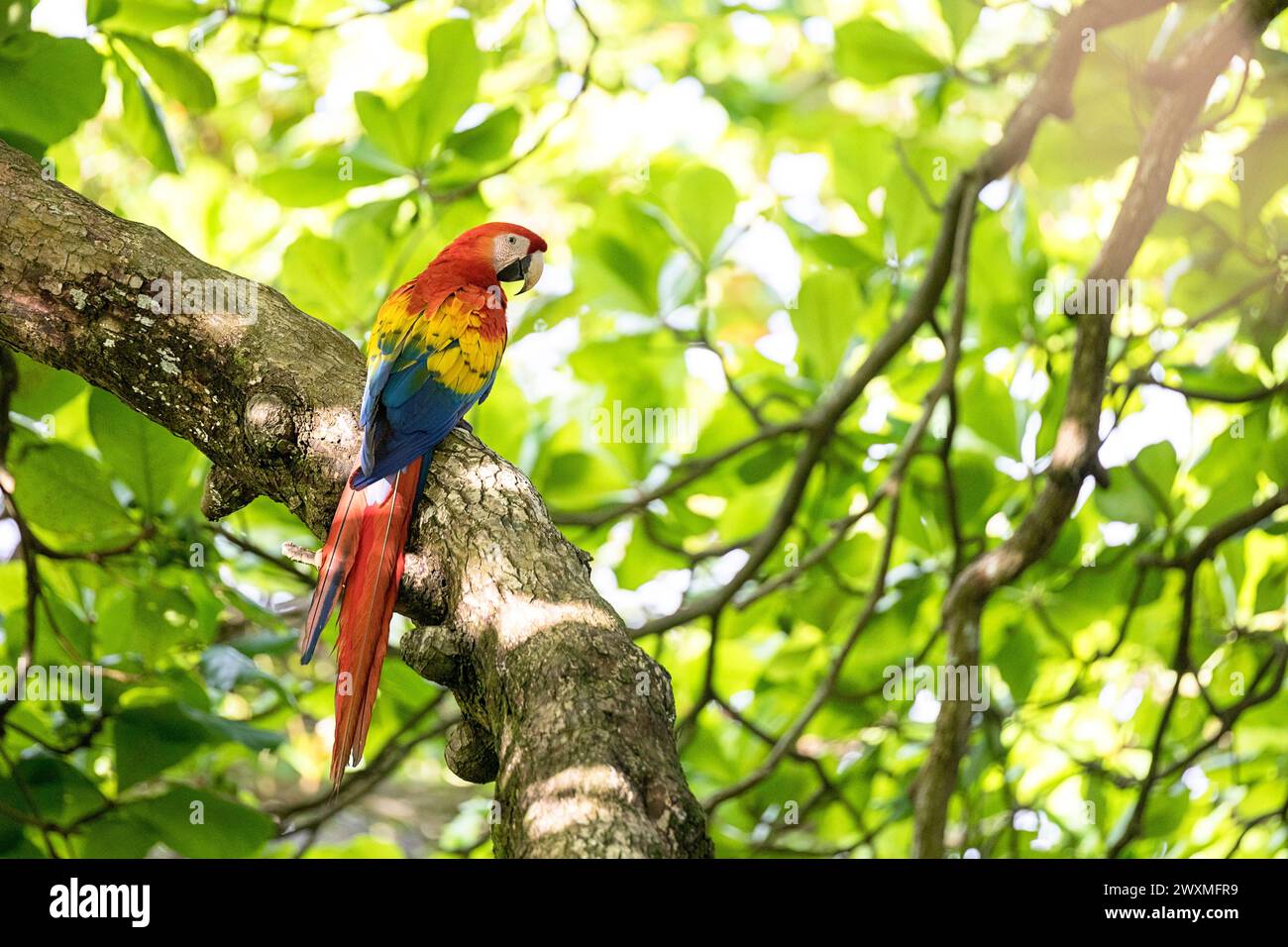 Beautiful Scarlet Macaw (Ara macao cyanoptera) sitting on a tree branch ...