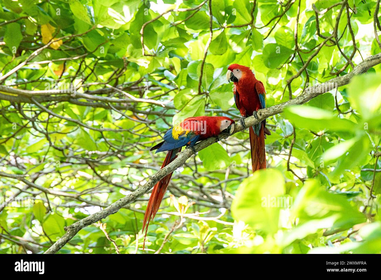 Indian couple in rainforest hi-res stock photography and images - Alamy