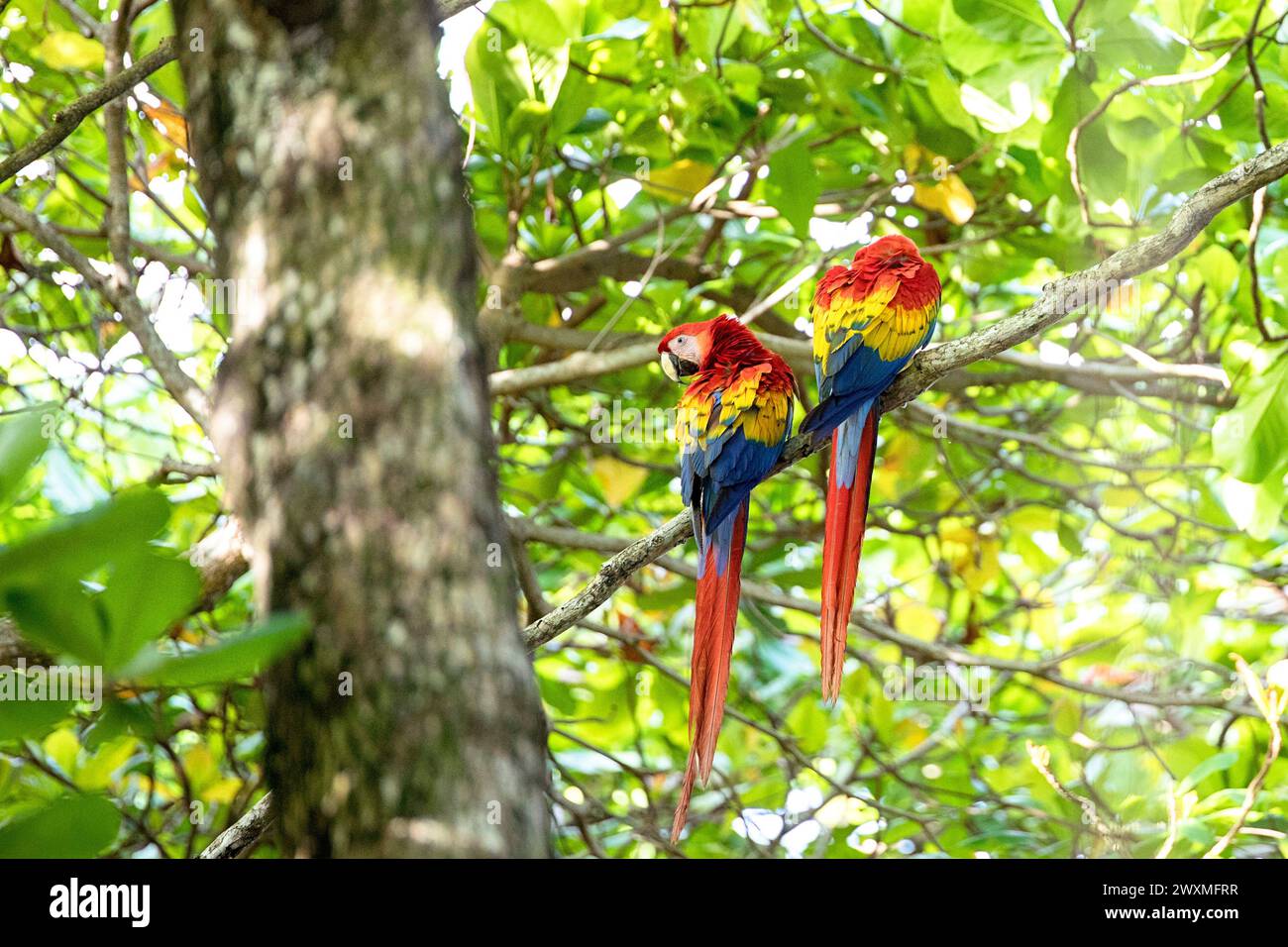Beautiful Scarlet Macaws (Ara macao cyanoptera), a couple, sitting on a ...