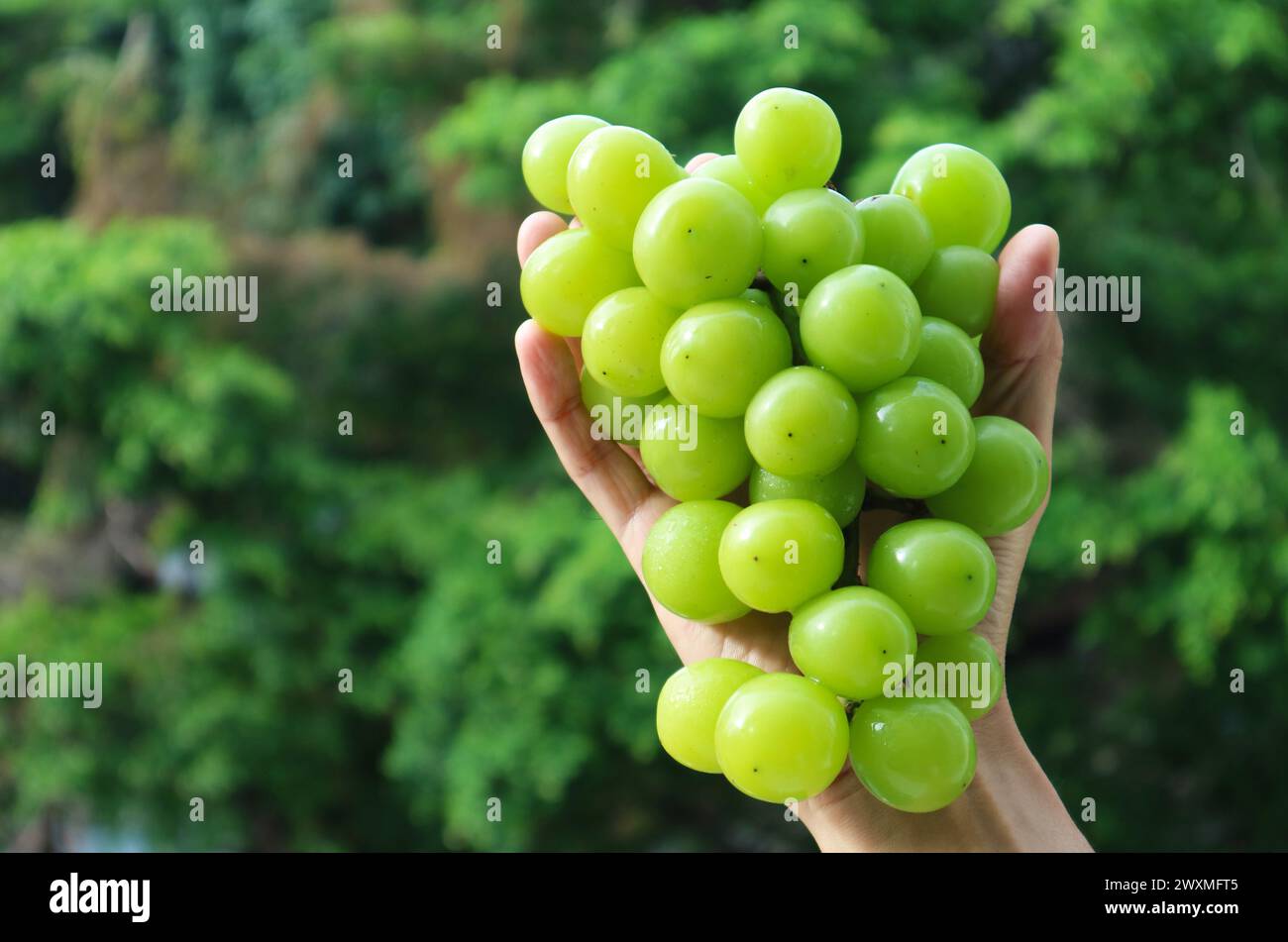 Shine muscat grape hi-res stock photography and images - Alamy