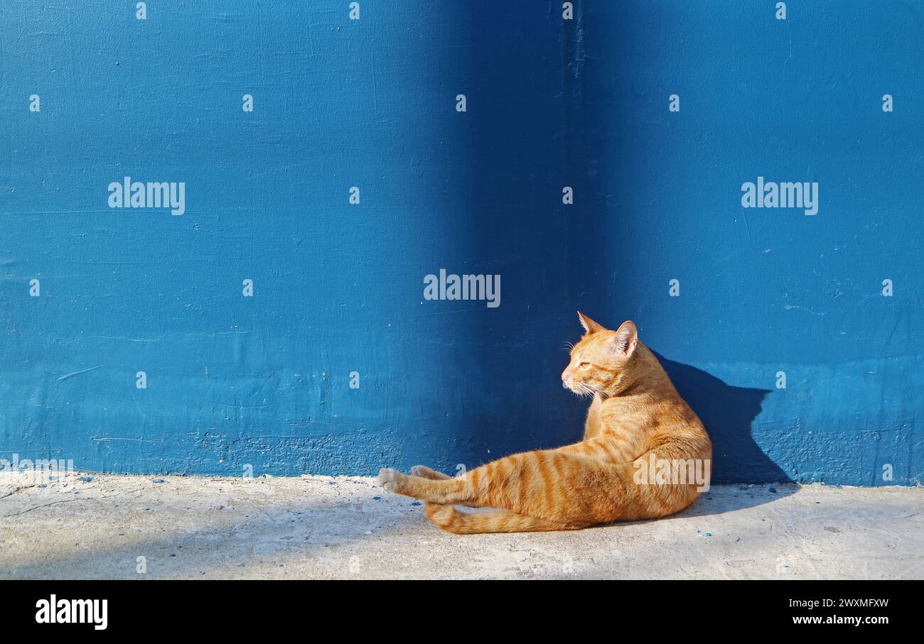 Golden Brown Cat Sunbathing with Blue Wall in the Backdrop Stock Photo ...