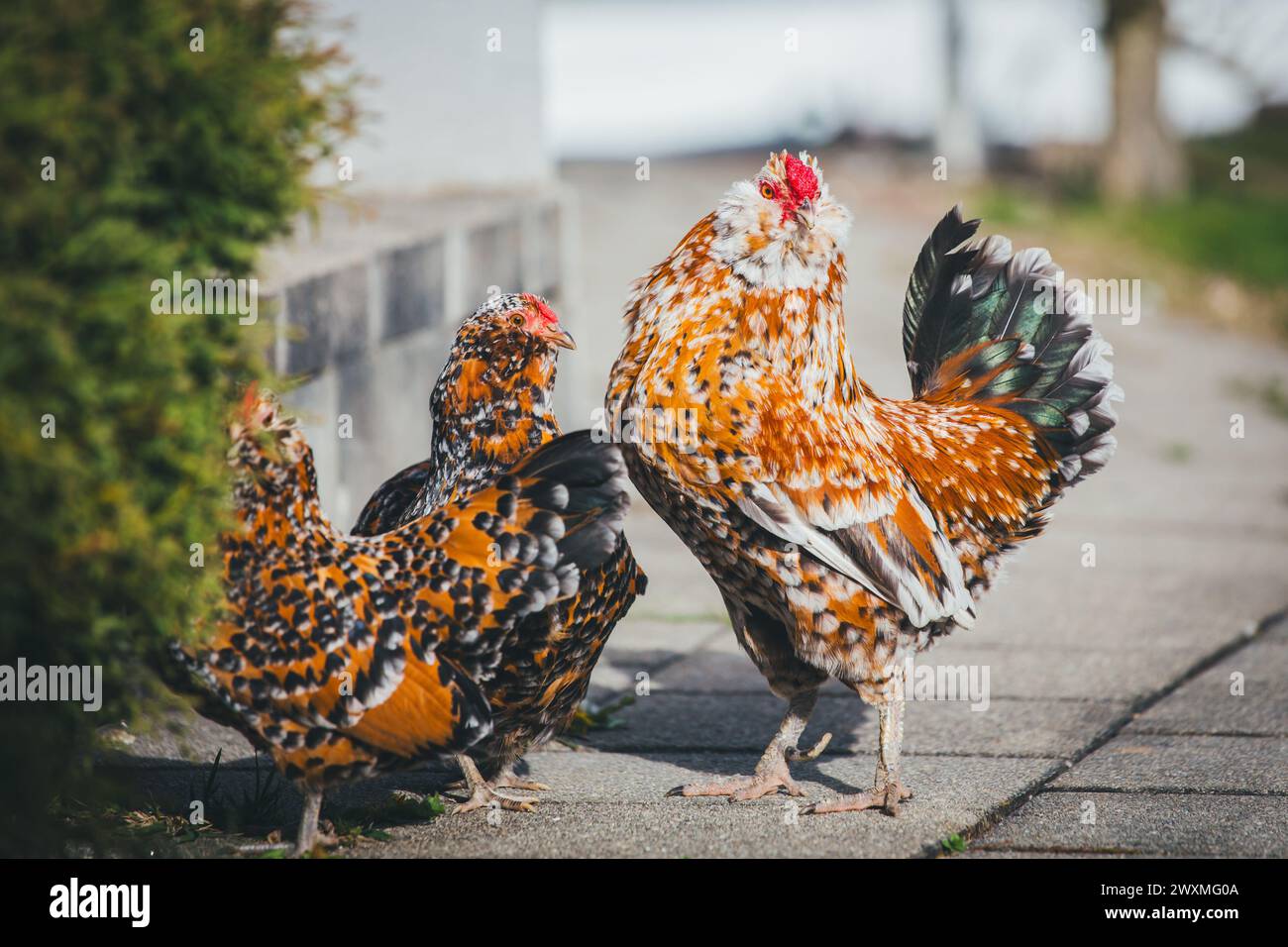 Antwerp Belgian, Barbu d'Anvers, Antwerpener Bartzwerge chickens Stock ...