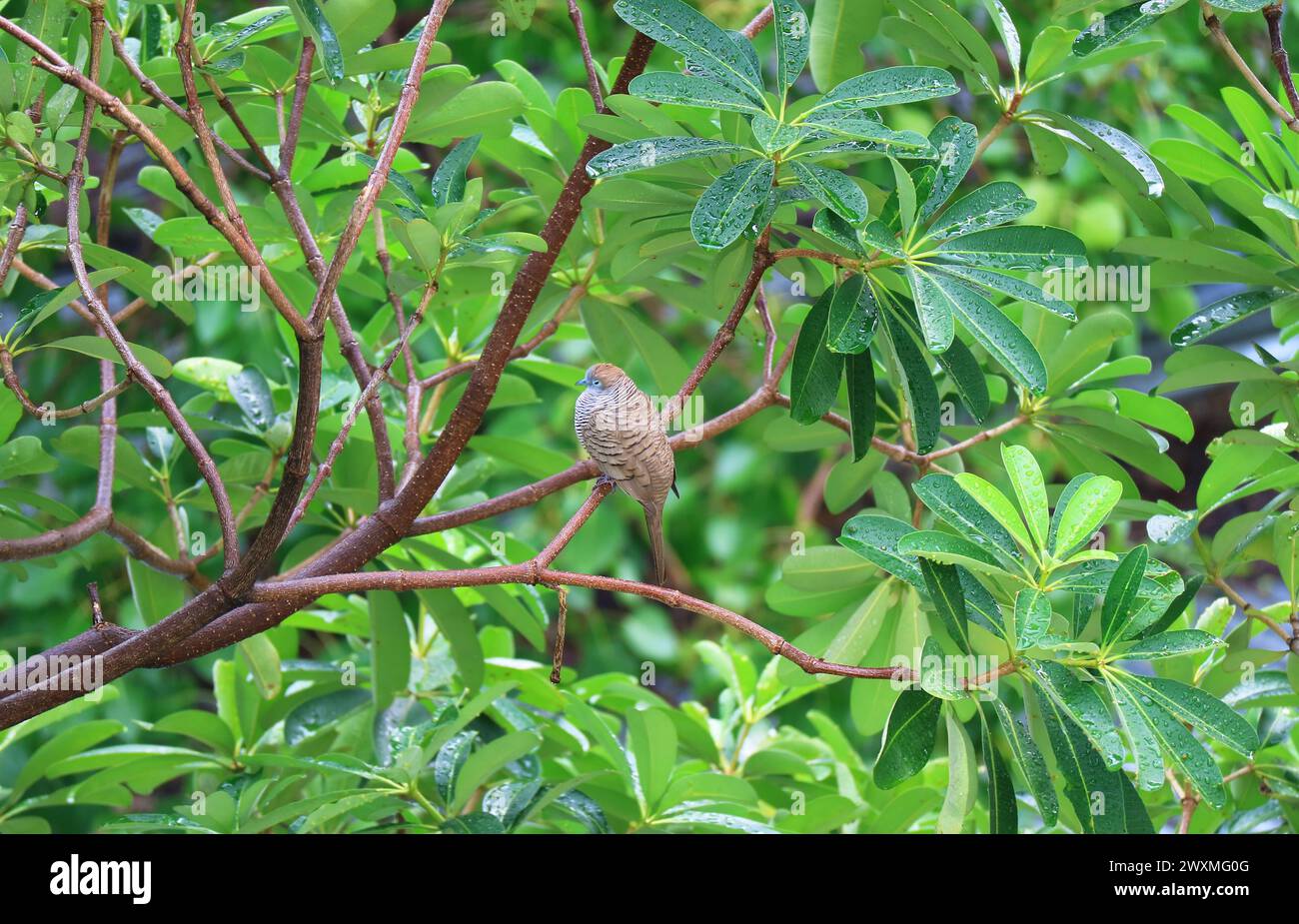 Sleepy Wild Zebra Dove Perching among Green Foliage after the Rain ...