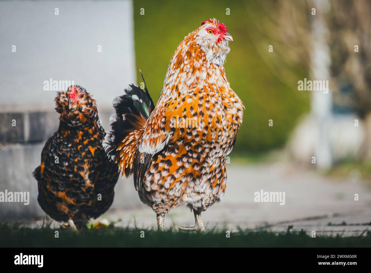 Antwerp Belgian, Barbu d'Anvers, Antwerpener Bartzwerge chickens Stock ...