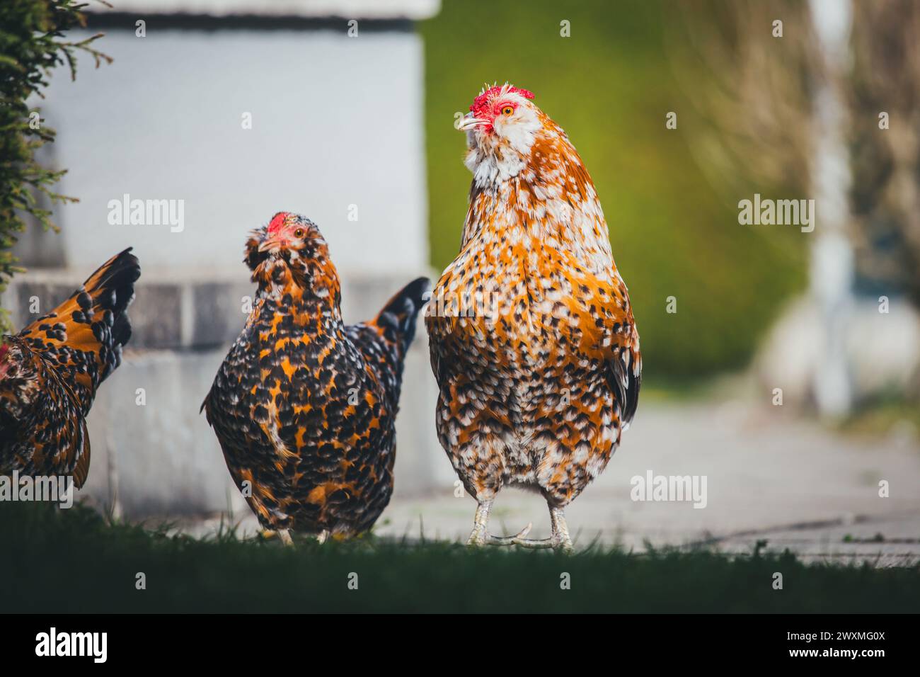 Bearded chicken rooster hi-res stock photography and images - Alamy