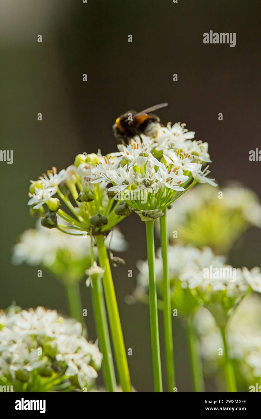 Hylotelephium telephium, known as orpine, livelong, frog's-stomach ...