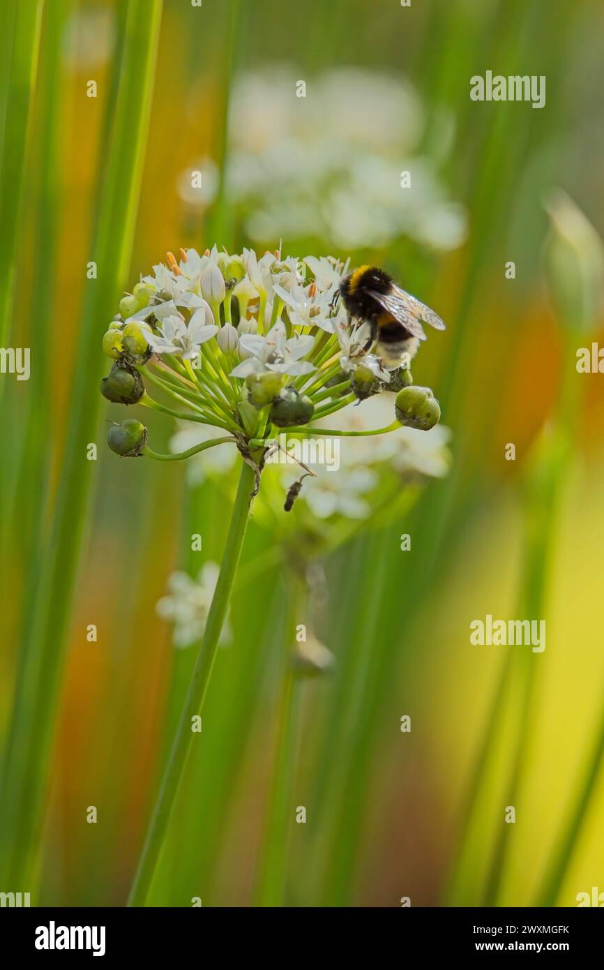 Hylotelephium telephium, known as orpine, livelong, frog's-stomach ...