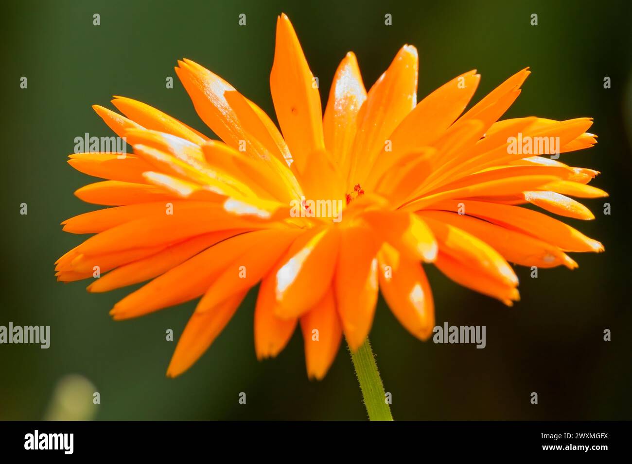 Marys gold plant hi-res stock photography and images - Alamy