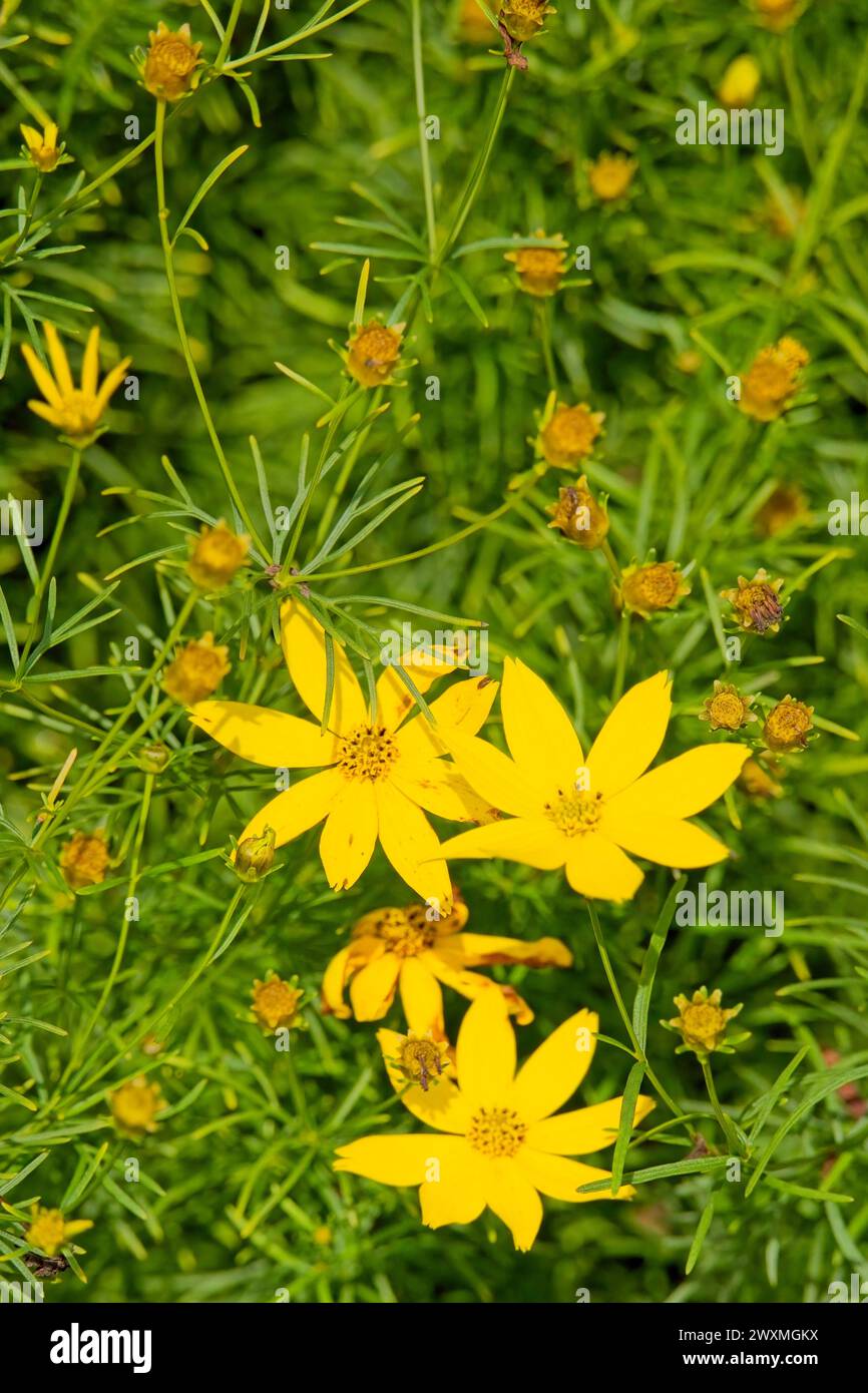 Coreopsis verticillata north american species hi-res stock photography ...