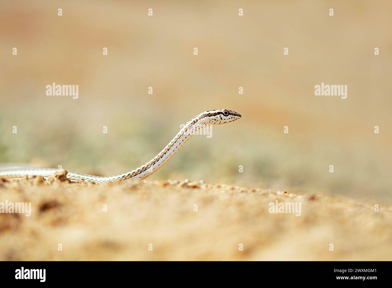 Schokari snake hi-res stock photography and images - Alamy