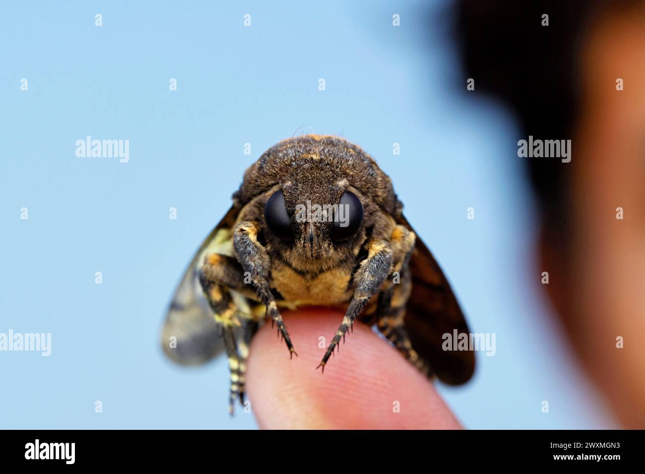 Compound eyes of Death's head hawk moth on a finger, Acherontia atropos ...