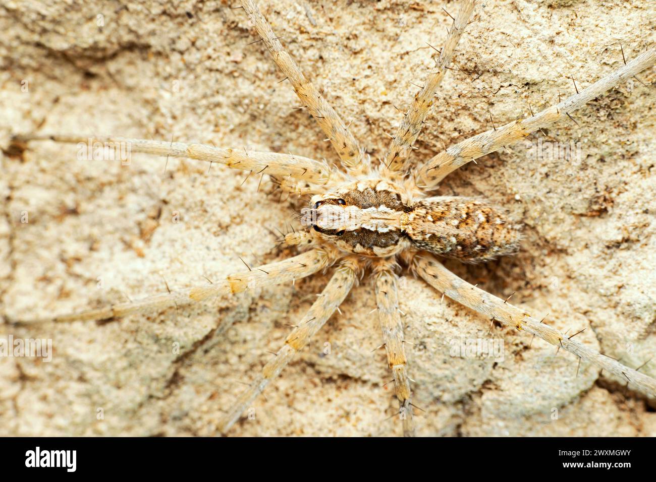 Insect rajasthan hi-res stock photography and images - Alamy