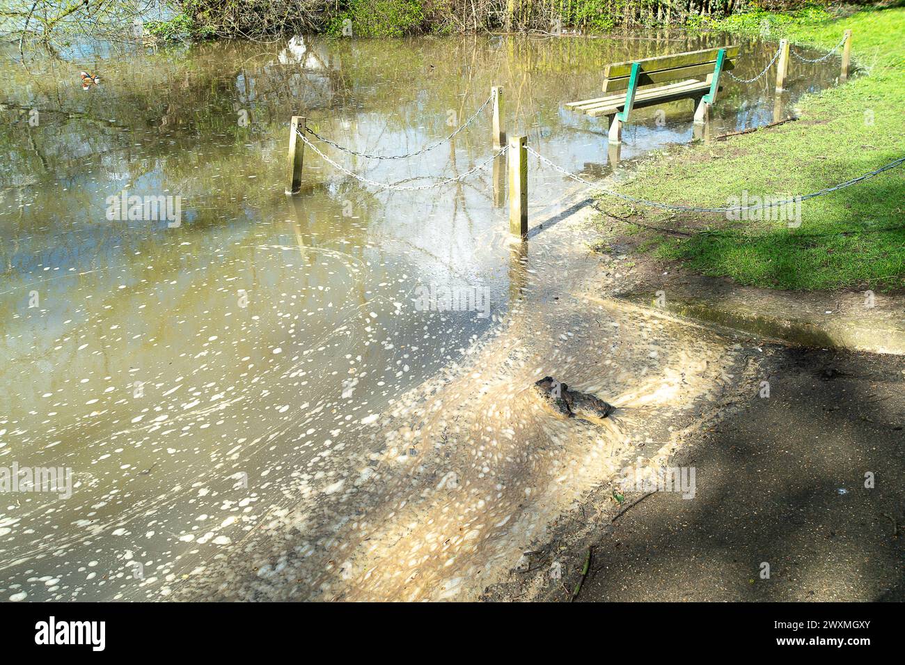 Datchet, Berkshire, UK. 1st April, 2024. Sewage floats on the River ...