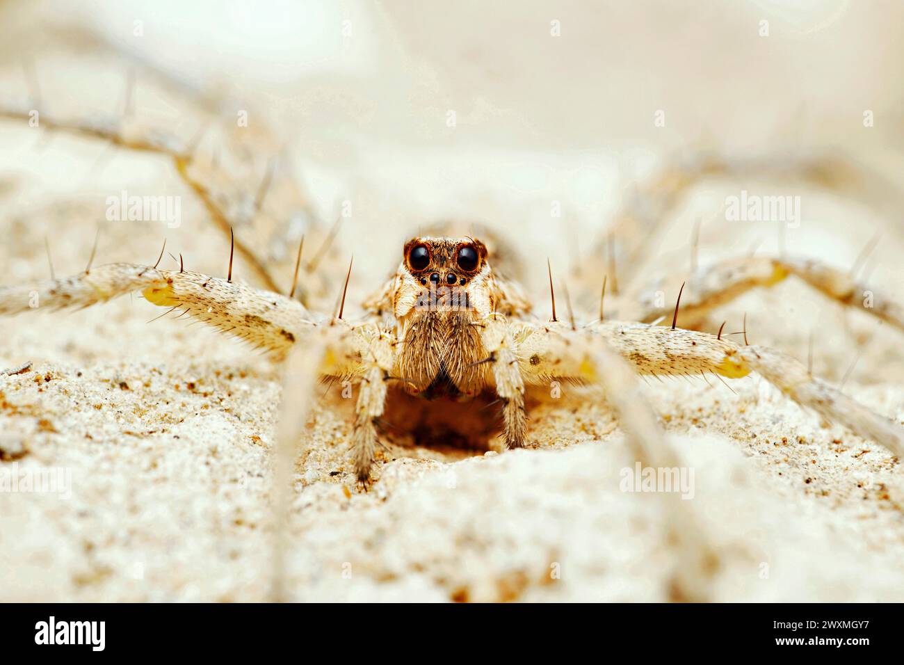 Insect rajasthan hi-res stock photography and images - Alamy