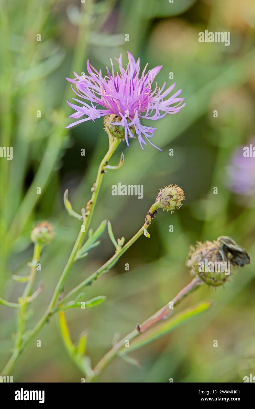 Closeup of Centaurea stoebe, the spotted knapweed or panicled knapweed ...