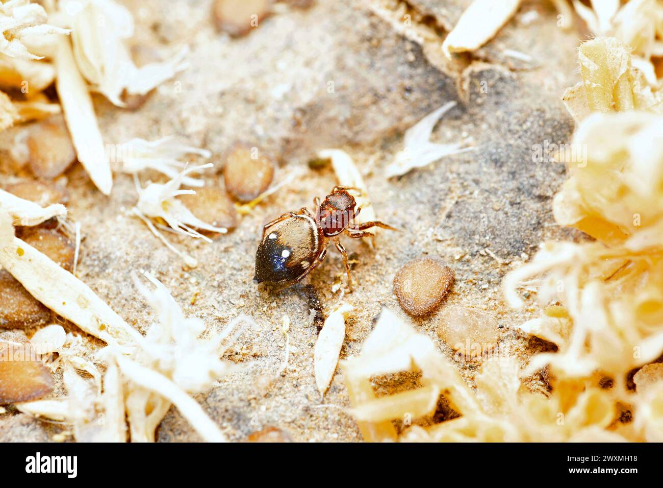 Sun Jumping spider, Heliophanus sp, Desert National Park, Rajastham ...
