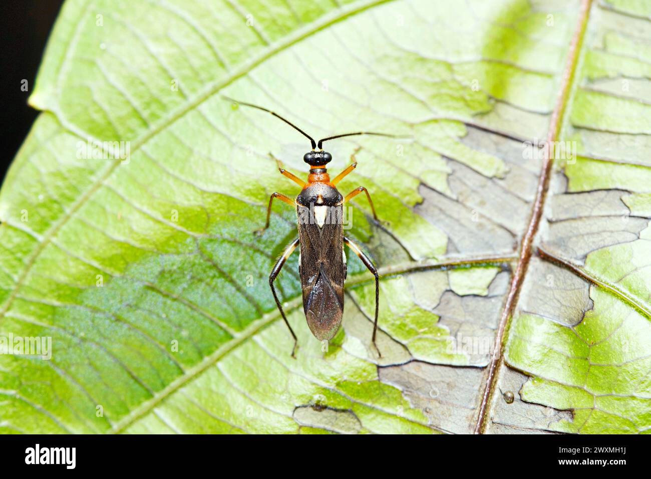 Winged Plant bug, Rhabdomiris striatellus, Satara, Maharashtra, India ...