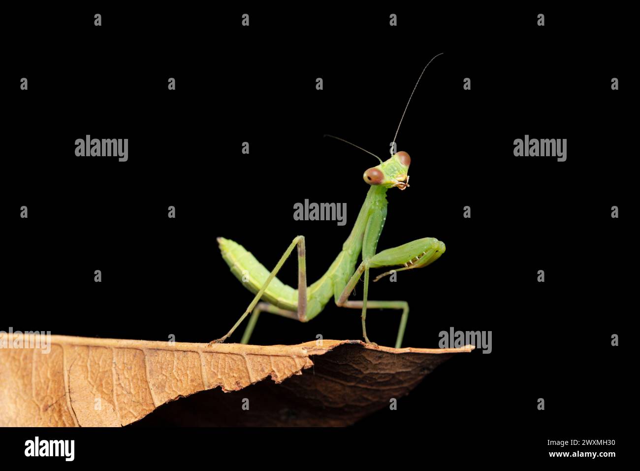 Indian praying mantis hi-res stock photography and images - Alamy