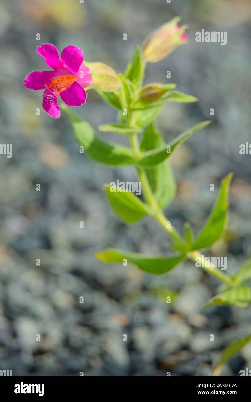 Closeup of Erythranthe cuprea is a species of monkeyflower also known by the common name flor de ...