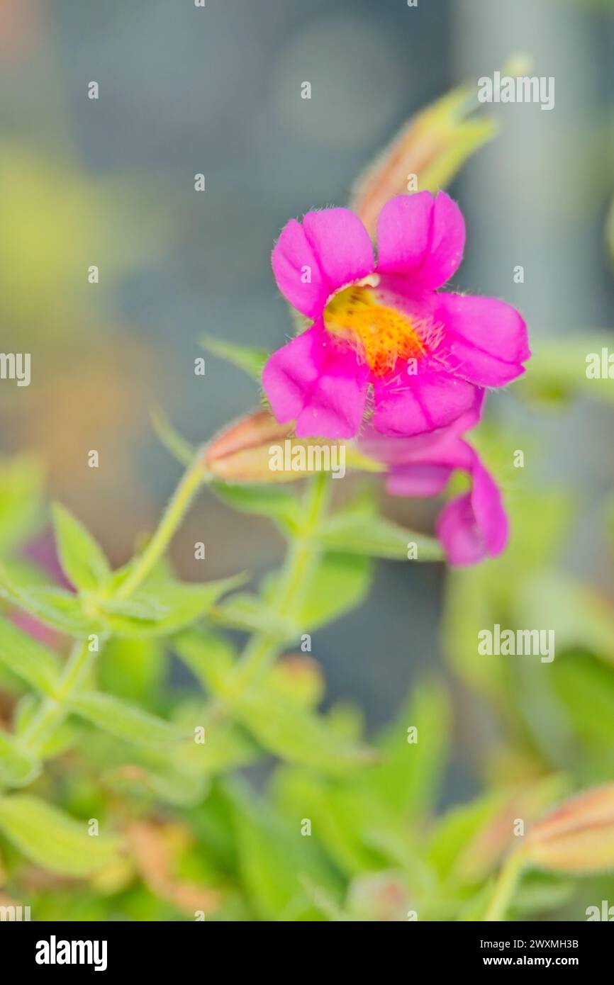 Closeup of Erythranthe cuprea is a species of monkeyflower also known ...