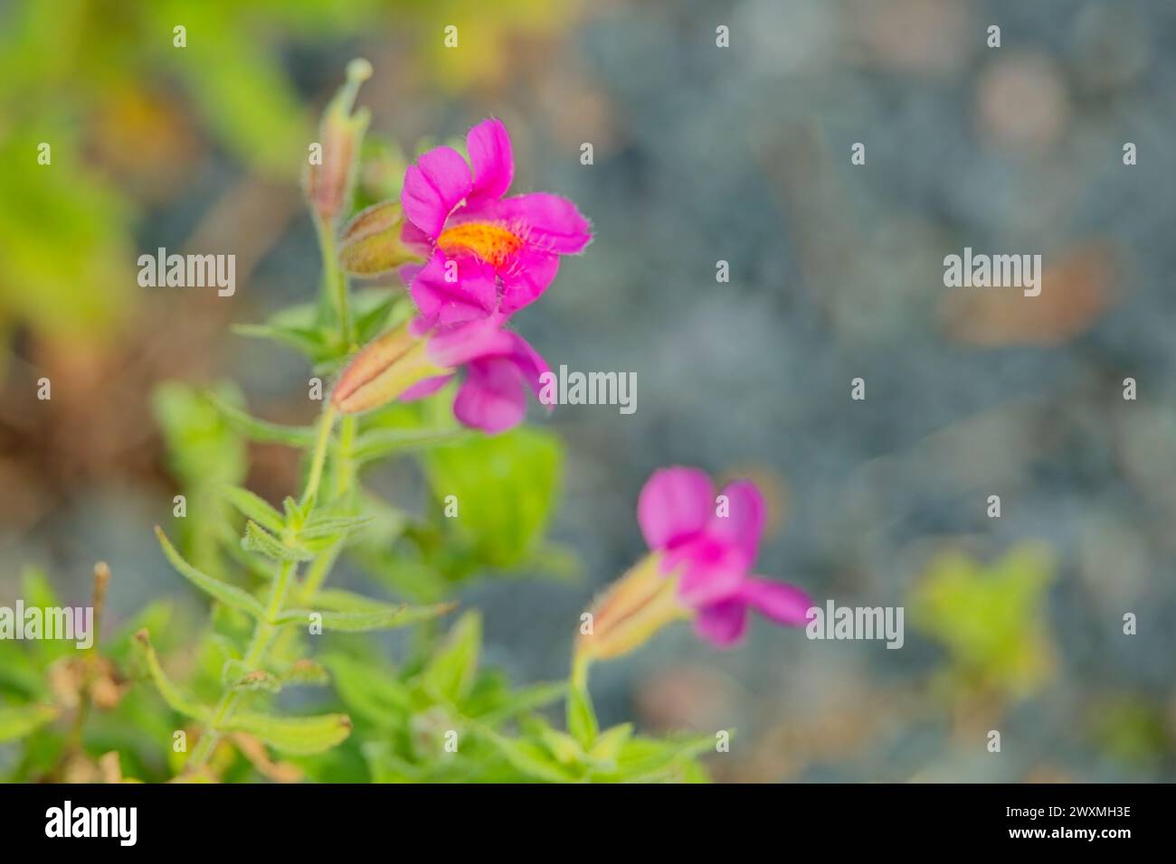 Closeup of Erythranthe cuprea is a species of monkeyflower also known ...