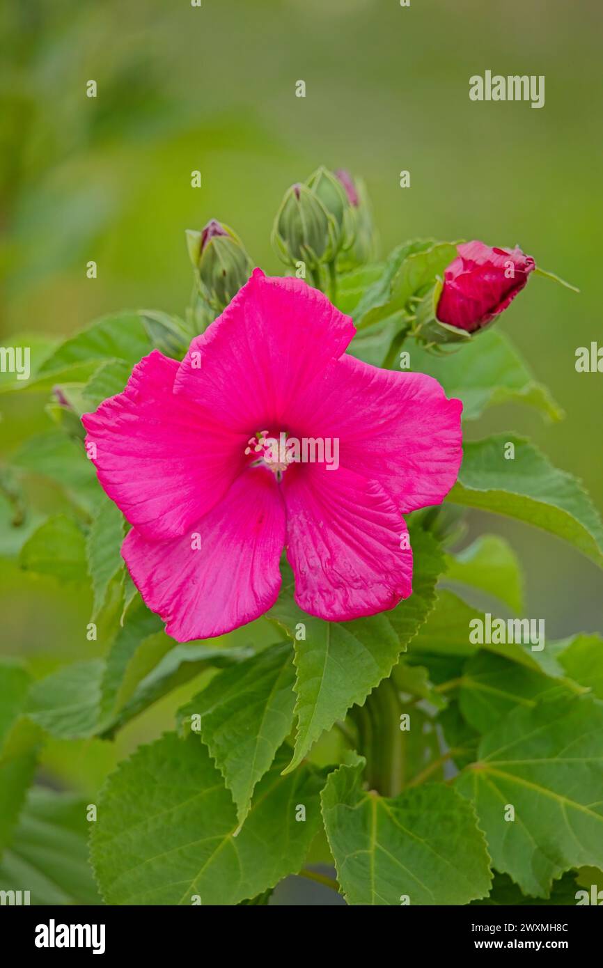 Closeup of Hibiscus mutabilis, also known as the Confederate rose ...