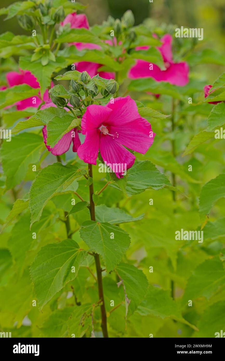 Closeup of Hibiscus mutabilis, also known as the Confederate rose ...