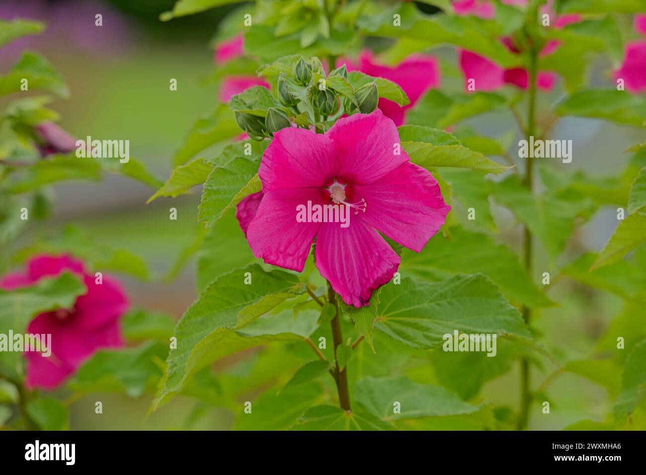 Closeup of Hibiscus mutabilis, also known as the Confederate rose ...