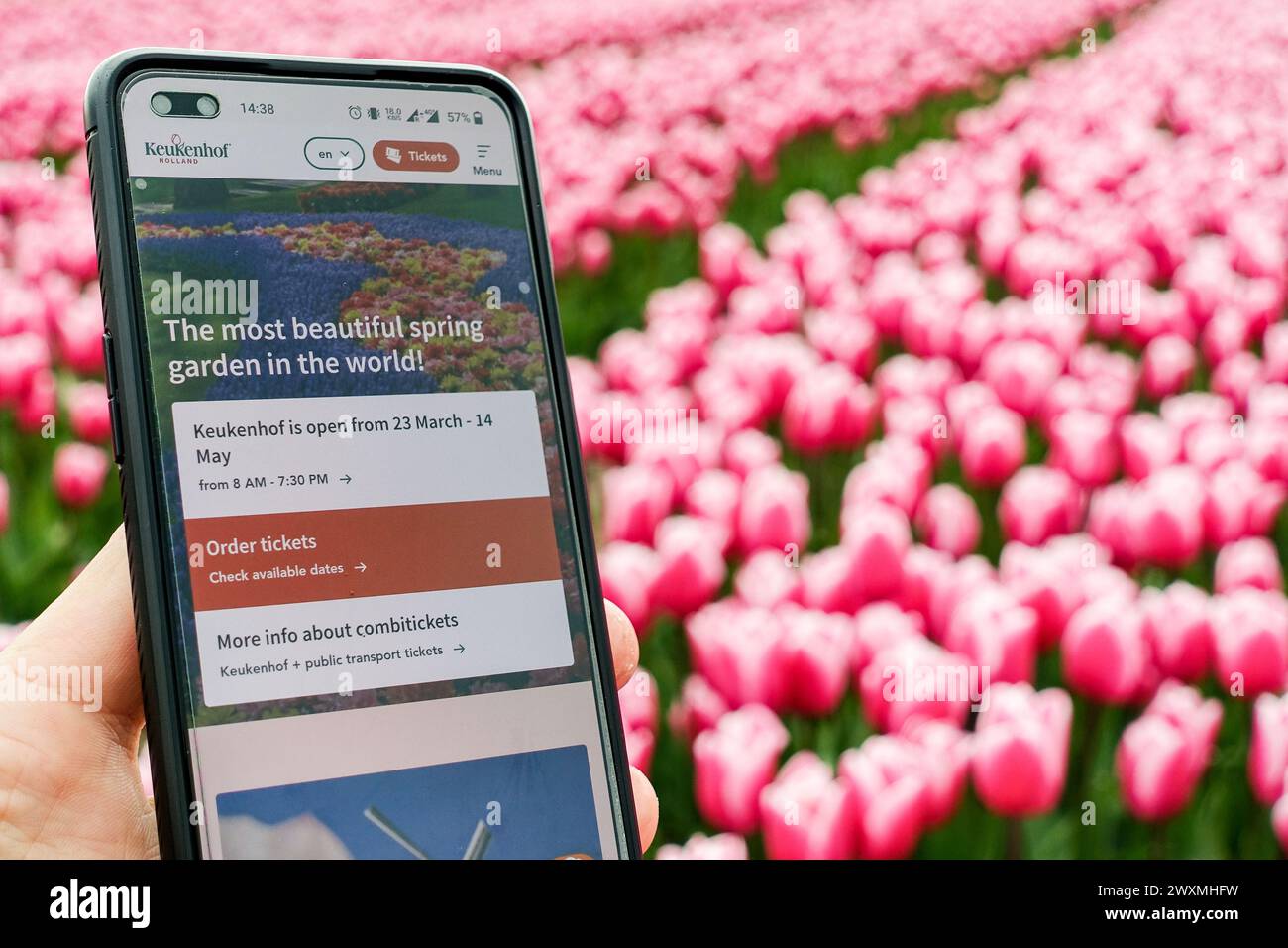 Smartphone showing the website of the Keukenhof, "the most beautiful ...