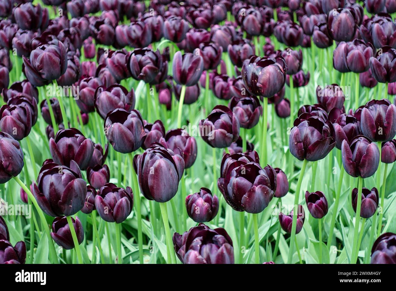 Vibrant black tulips in bloom, a stunning display of spring beauty, in the Keukenhof gardens of ...