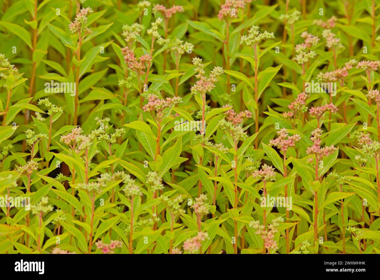 Closeup of penthorum sedoides, known by the common name ditch stonecrop ...